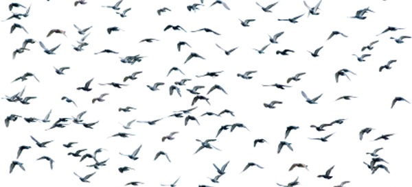 Twitter is going “enhanced”: how can we get ready for the flocks?